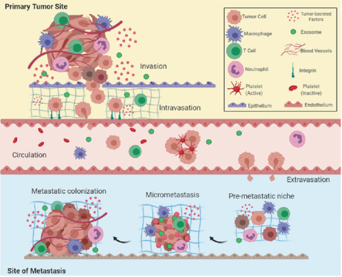 Invasión tisular y metástasis :: Hallmarks of Cancer